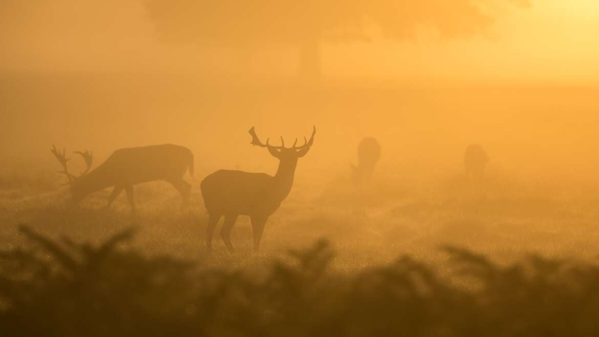 fallow deer stalking - Gescin